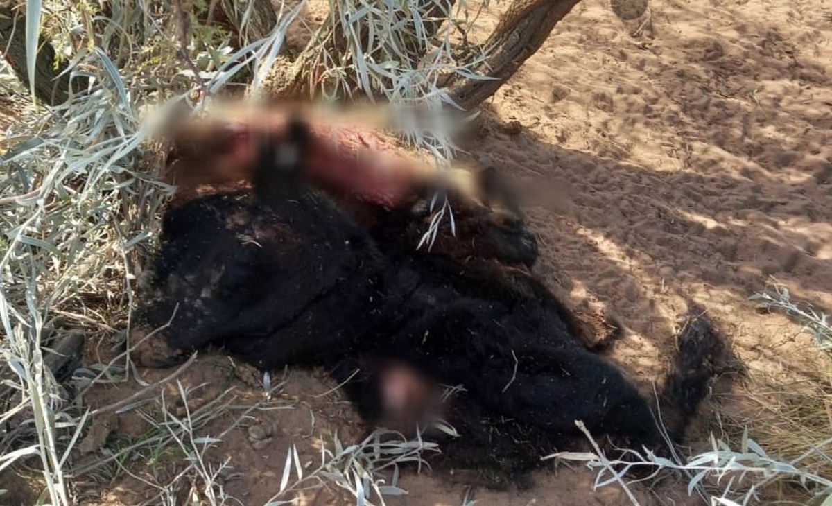 Faenaron dos vacas del predio de la Escuela Agrotécnica de General Acha