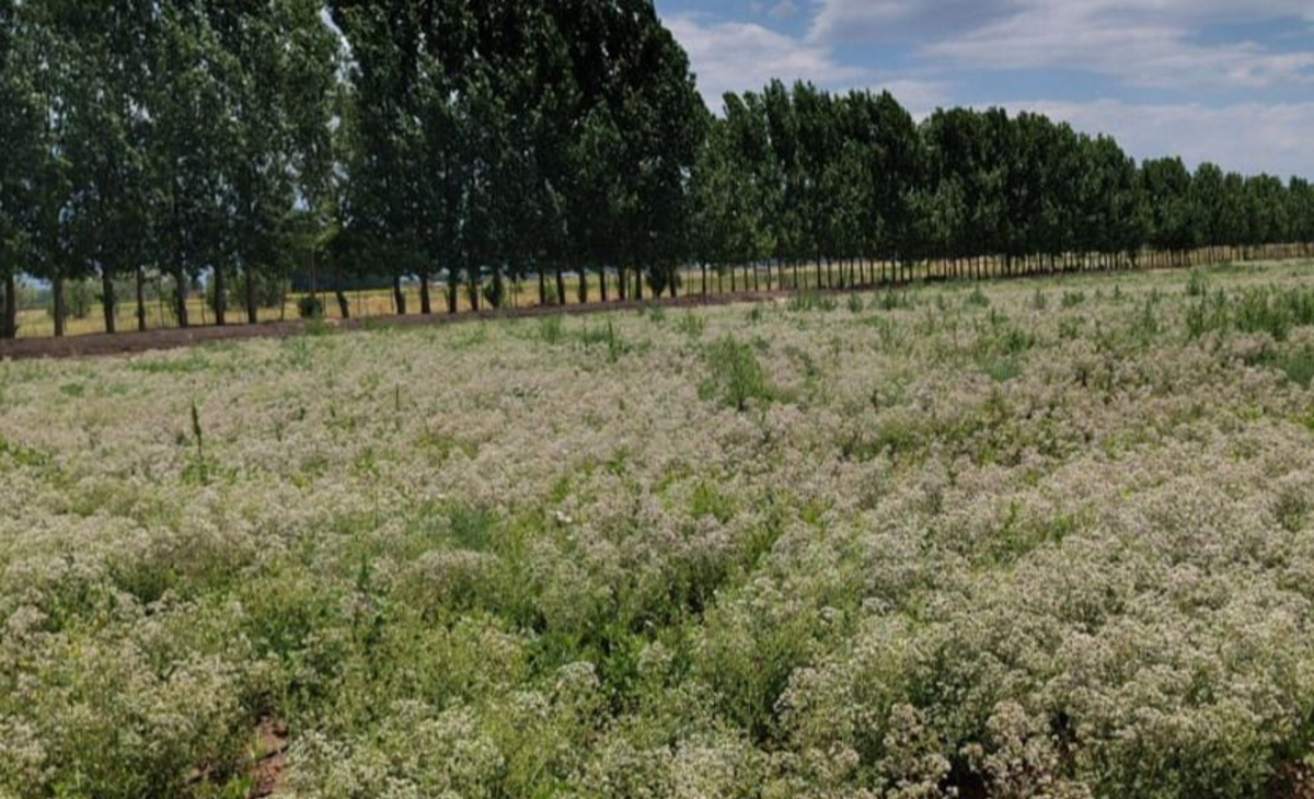 Un circuito turístico entre bodegas guiado por el olor de las aromáticas