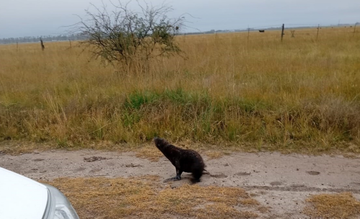 Sorpresa total: encontraron una cría de lobo marino
